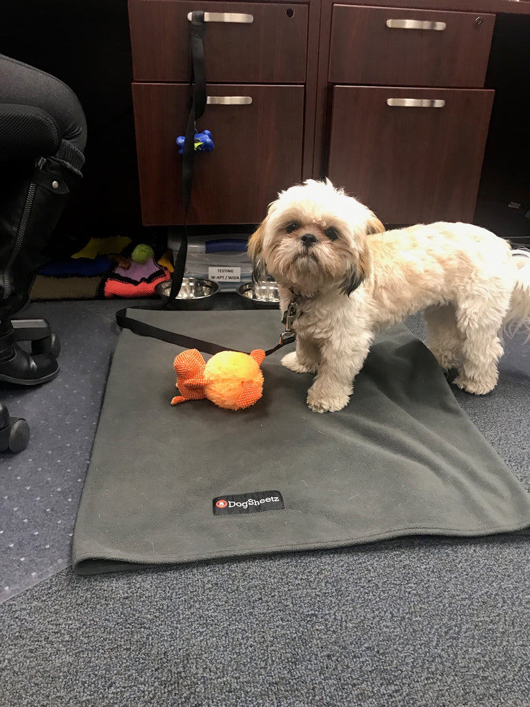 The Dogs We Are Thankful For – Really Good Pets Shop