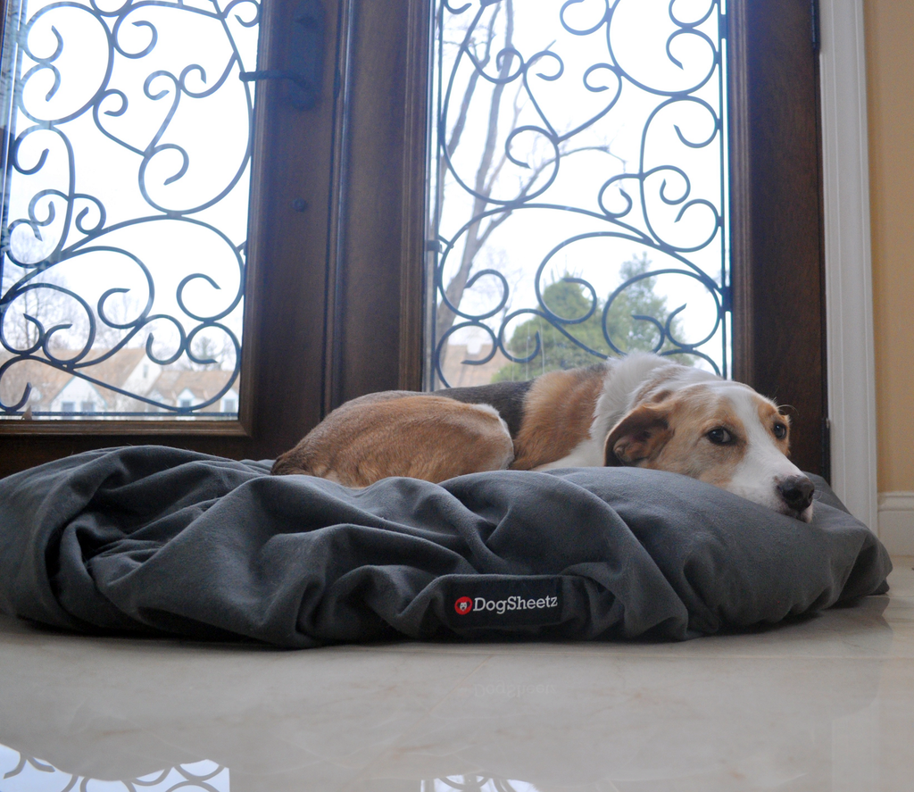 DogSheetz are Now In Stock! – Really Good Pets Shop