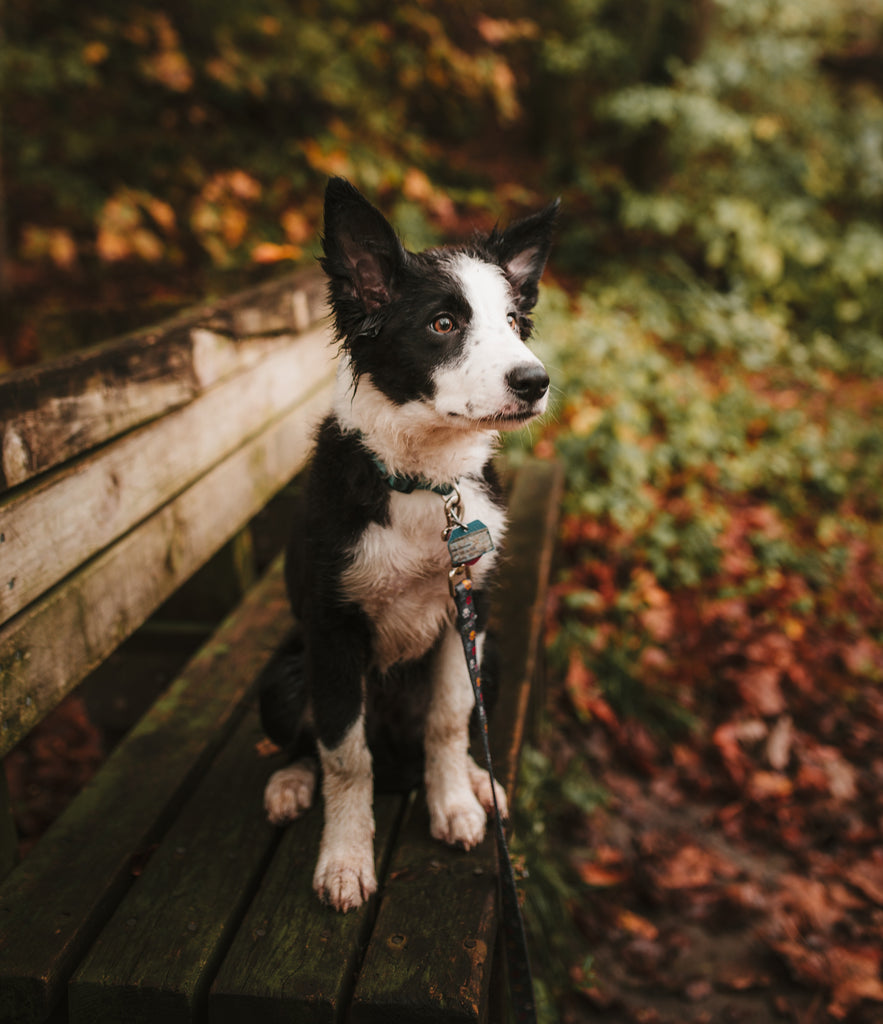 Happy National Mutt Day! – Really Good Pets Shop